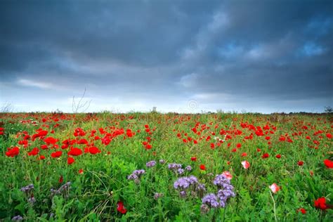 Campo Muitas Flores Vermelhas Da Papoila Imagem De Stock Imagem