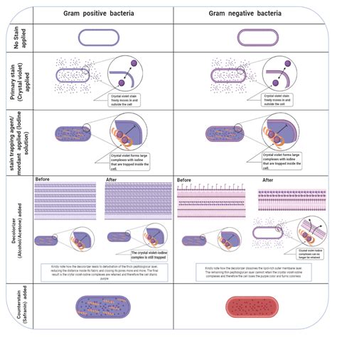 NC DNA Day Technique Tuesday Gram Staining