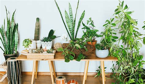 Plantas Para Cultivar Dentro De Casa C C Casa E Constru O