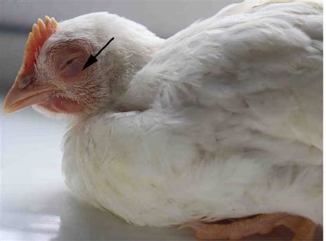 Coriza infecciosa aviar Un problema constante en la producción MAP