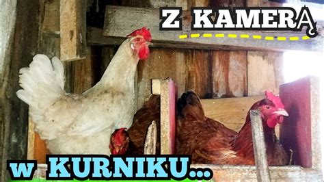 Kury znoszą jajka sielskie klimaty YouTube