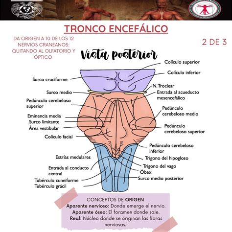 Anatomia Facmed On Twitter Tronco Encef Lico Configuraci N Externa