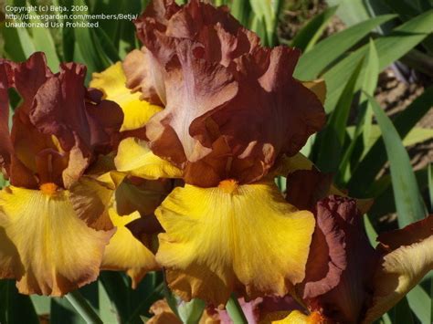 PlantFiles Pictures Tall Bearded Iris Kah Nee Ta Iris By IndaShade
