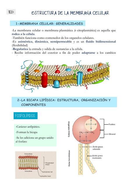 Estructura De La Membrana Celular Mf 10 UDocz