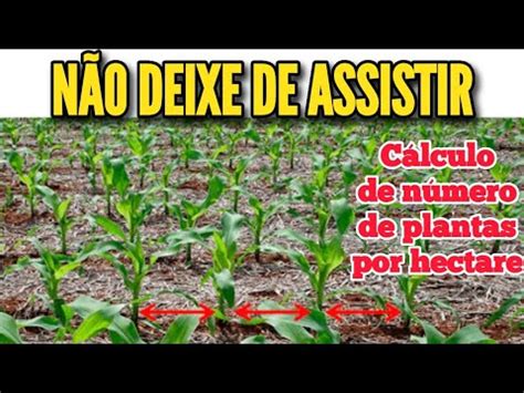 Como Calcular QUANTAS PLANTAS POR HECTARE YouTube