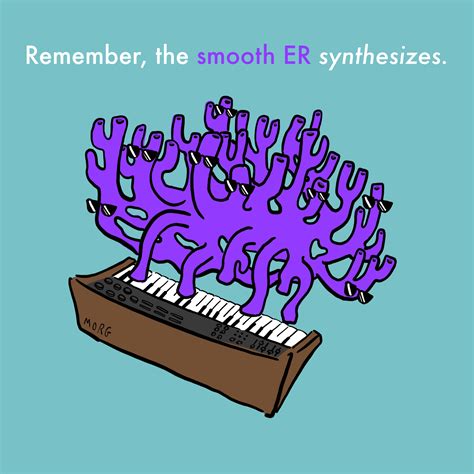 Rough Endoplasmic Reticulum Function
