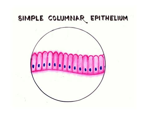 SOLUTION Epithelial And Connective Tissue Studypool