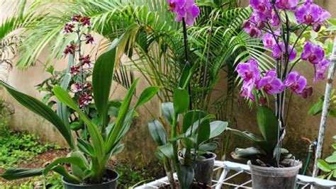 Como Plantar Orquídeas de 2 Formas Diferentes Passo a passo