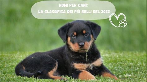 Los mejores nombres para perros en 2023 cómo nombrar a tu cachorro en
