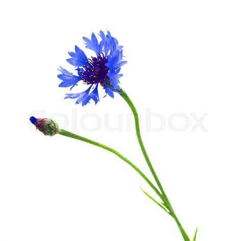 Blå kornblomst Stock foto Colourbox