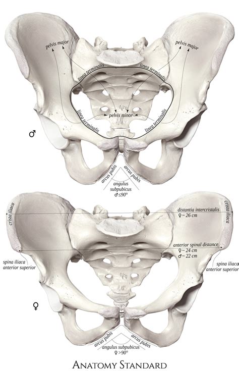 Anatomy Standard Drawing Bony Pelvis Differences Between Male And