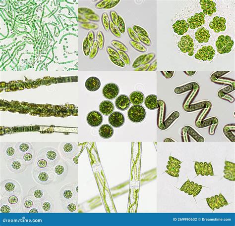 Microalgae Under Microscopic View Green Algae Cyanobacteria