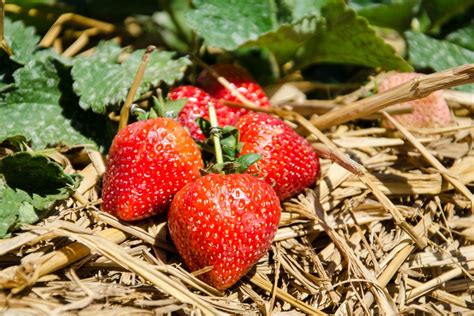 Fraisiers L Automne Arrive Voici Tout Ce Que Vous Devez Savoir Pour