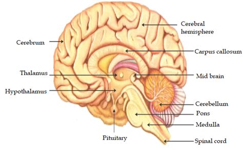 List Out The Various Parts Of The Human Brain And Write A Note On Their