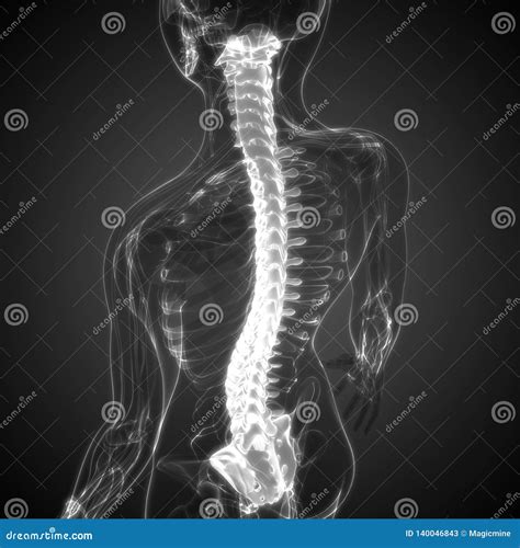 Anatomia Humana Da Coluna Vertebral De Sistema De Esqueleto Ilustração