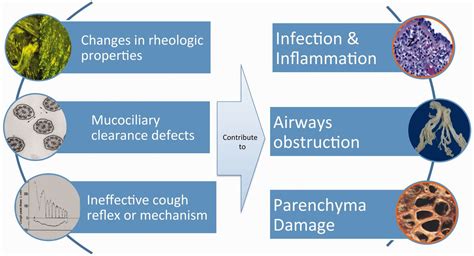 Airway Clearance Therapy Finding The Evidence Respiratory Care