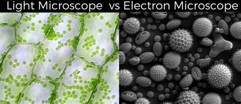 Light Microscope Vs Electron Microscope Main Differences