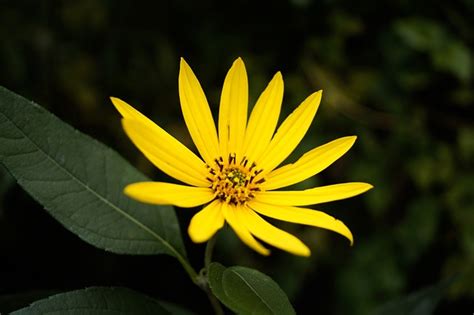 Prydnads Solros Blomma Gul Gratis foto på Pixabay Pixabay
