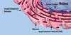 Difference Between Smooth And Rough Endoplasmic Reticulum GeeksforGeeks