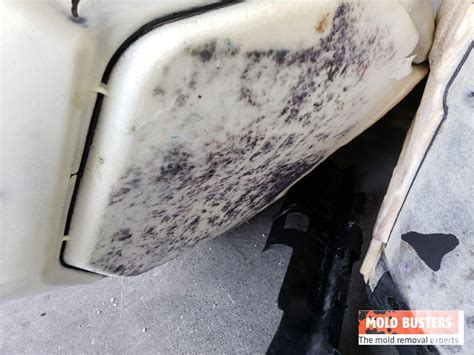 How To Get Rid Of Mold And Mildew In Car Carpet Two Birds Home
