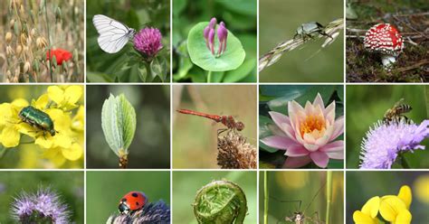 Los países con mayor biodiversidad del mundo