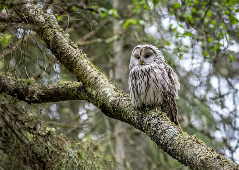 Ural Owl Strix Uralensis Bird Free Photo On Pixabay