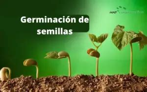 Germinación de semillas proceso necesidad y principales factores