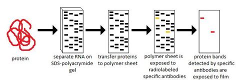 Difference Between Northern Southern And Western Blotting Compare The