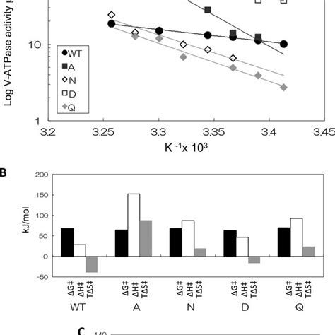 Localization Of C GFP In Yeast Cells Expressing V ATPases With