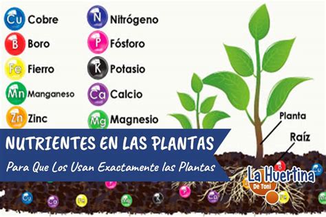 NUTRIENTES CLAVE Para Tus PLANTAS Huerto SALUDABLE
