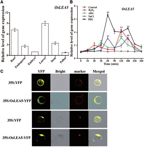 The Expression Pattern And Subcellular Localization Of OsLEA5 A B