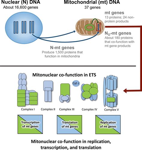 the mitonuclear compatibility species concept