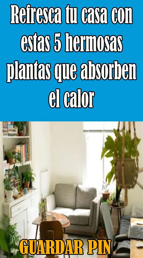 Refresca Tu Casa Con Estas 5 Hermosas Plantas Que Absorben El Calor