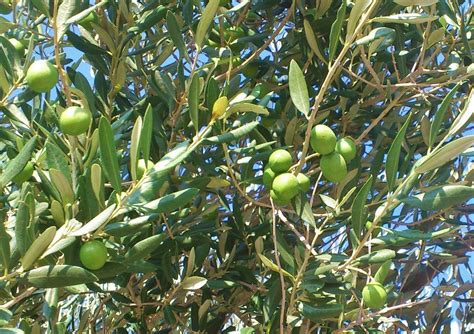 Ölbaum Olivenbaum Pflanzen Pflege Überwintern Das Grüne Archiv
