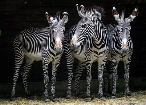 M S De Im Genes Gratis De Cebras Y Naturaleza Pixabay