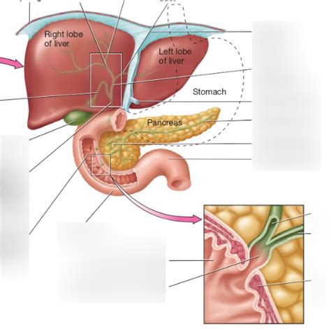 Structure Of Liver Gallbladder Pancreas Duodenum Diagram Quizlet