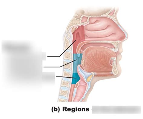Regions Of The Pharynx Diagram Quizlet