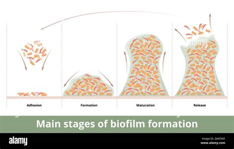 Etapas principales de la formación del biofilm Las células bacterias