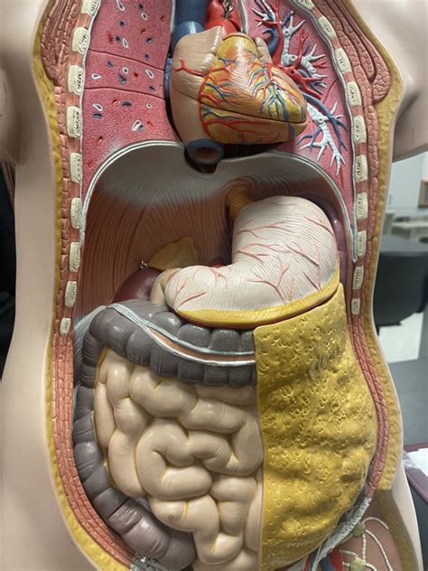 Torso Model Liver Removed Digestive System Diagram Quizlet