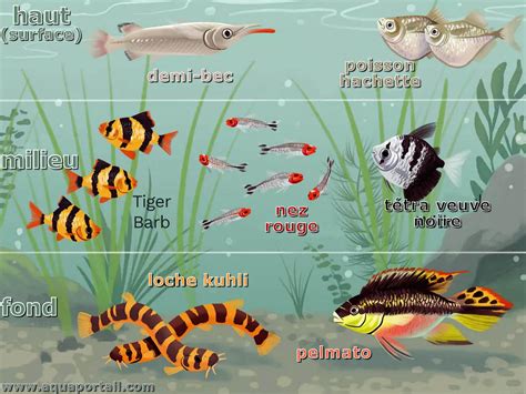 Poissons D Aquarium D Finition Et Explications