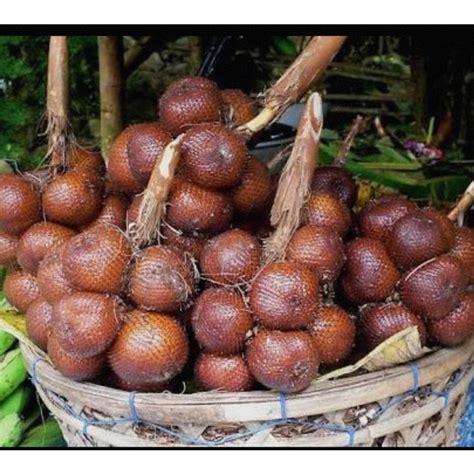 Jual Salak Karangasem Sibetan Bali Asli Rasa Asem Manis Sepet Size Buah