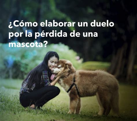 Cómo elaborar un duelo por la pérdida de una mascota Funeraria