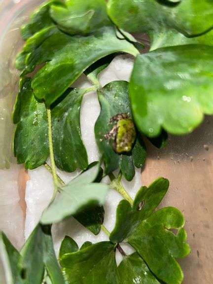 Baby Green Tree Frog Rogers Community Auction Inc