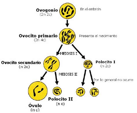 Meiosis Y Gametog Nesis Blog De Biolog A