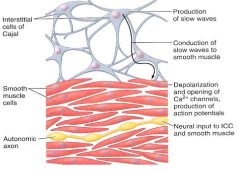 Physio Digestion 1 Flashcards Quizlet