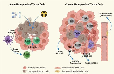 Necroptosis Assay Creative Bioarray CellAssay