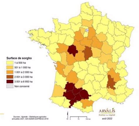 Sorgho atouts face au réchauffement climatique et débouchés variés