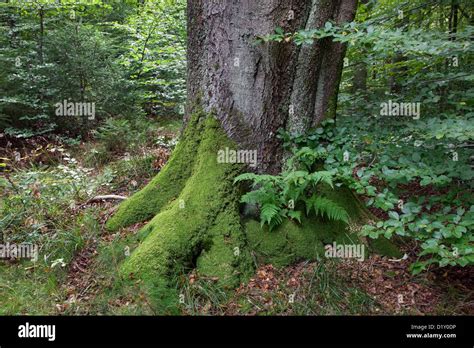Tronco de árbol haya común Fagus sylvatica en un amplio bosque hojas