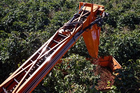 Brasil exporta 13 6 milhões de sacas de café no acumulado do ano até