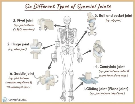 Different Types Of Joints In The Human Body Examples Images